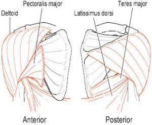 Rotator Cuff Injury Arthroscopic Rotator Cuff Repair Houston TX